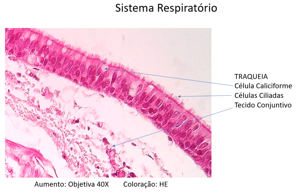 Laboratório Virtual de Estudo Morfológico